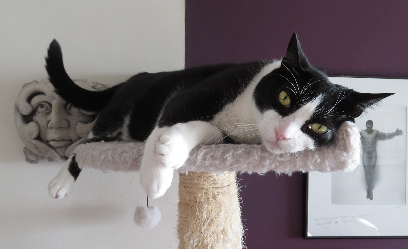 A Sheepcat / Un Gato Pastor – Moving with Mitchell