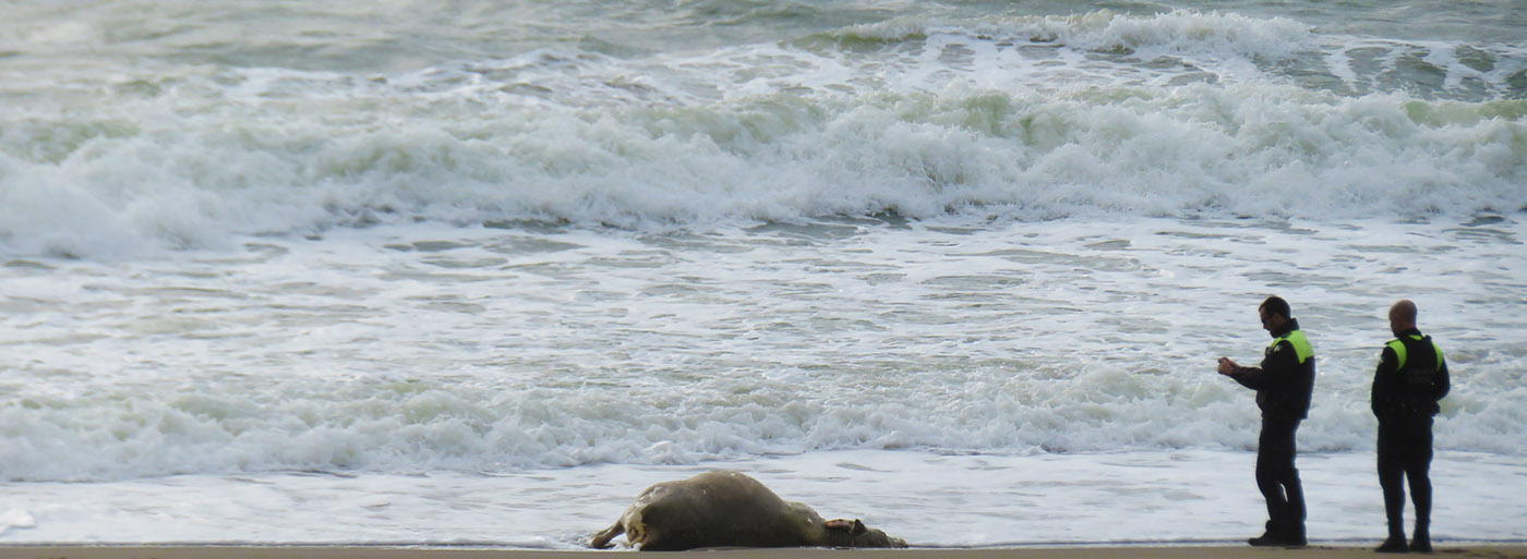 Dead Sea Cow? / Vaca Marina Muerta? – Moving with Mitchell