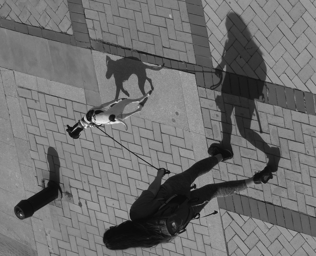 The Dog and his Shadow / El Perro y su Sombra – Moving with Mitchell