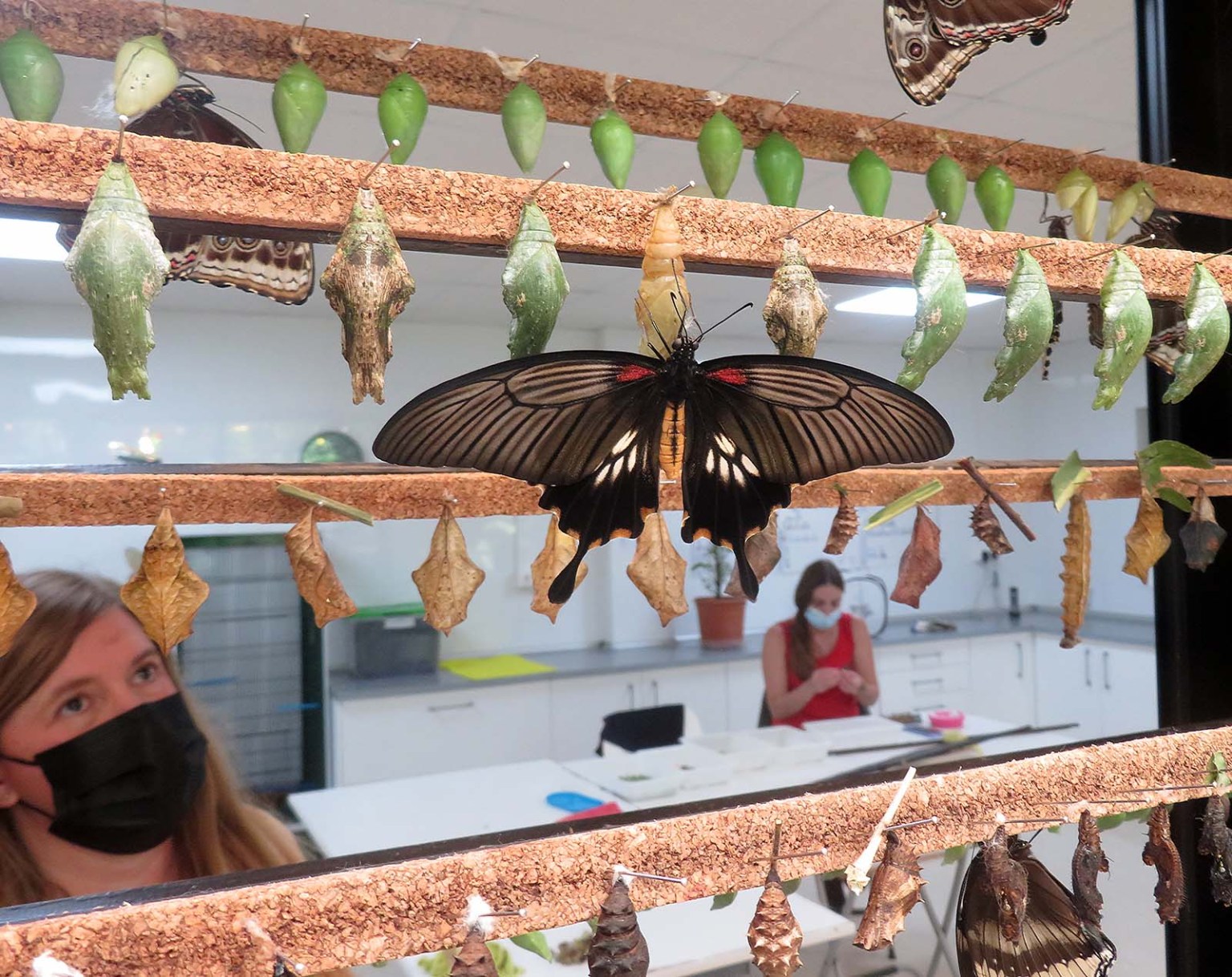 Butterfly, the superhero / Mariposa, la superheroína – Moving with Mitchell