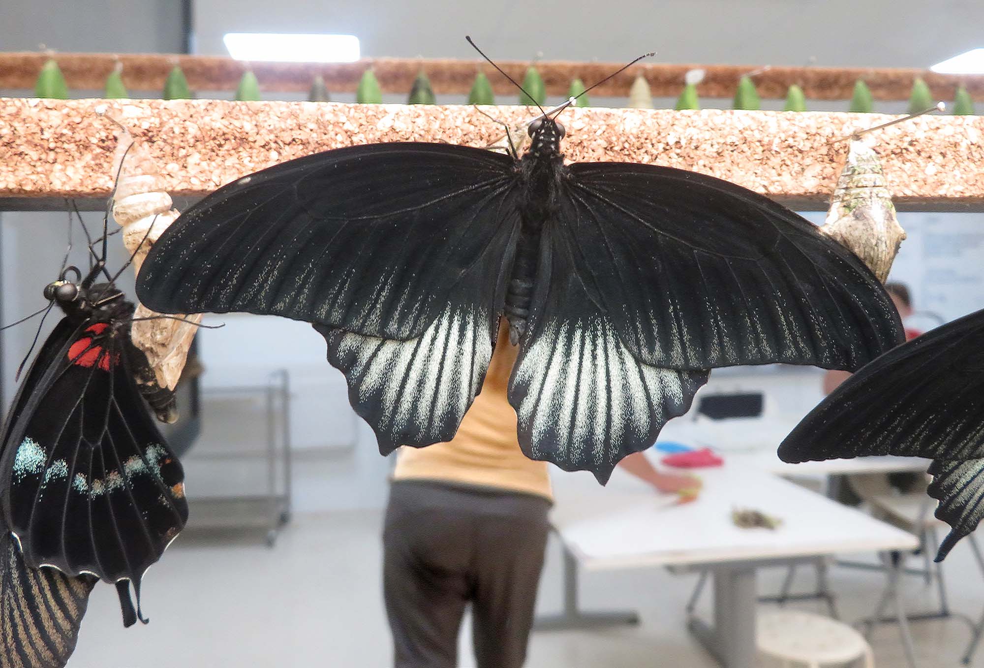 Butterfly, the superhero / Mariposa, la superheroína – Moving with Mitchell