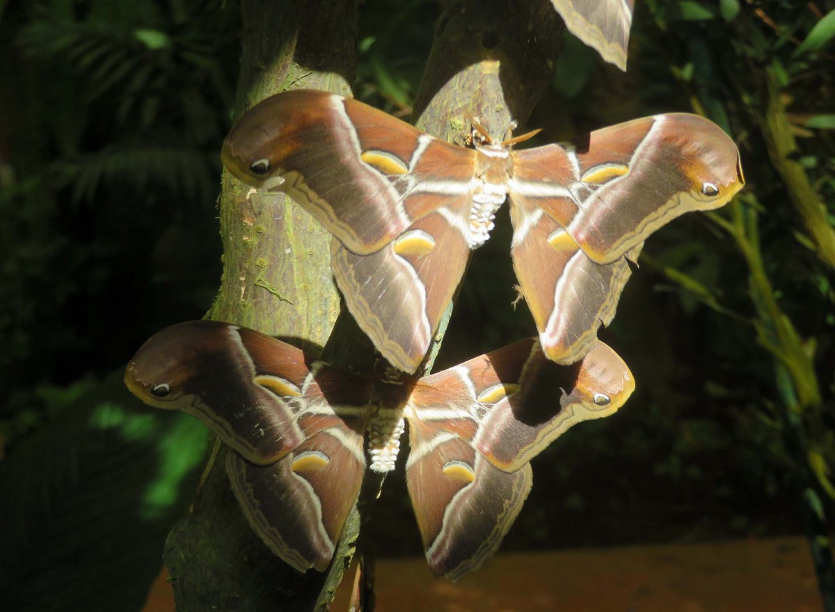 Butterfly, the superhero / Mariposa, la superheroína – Moving with Mitchell