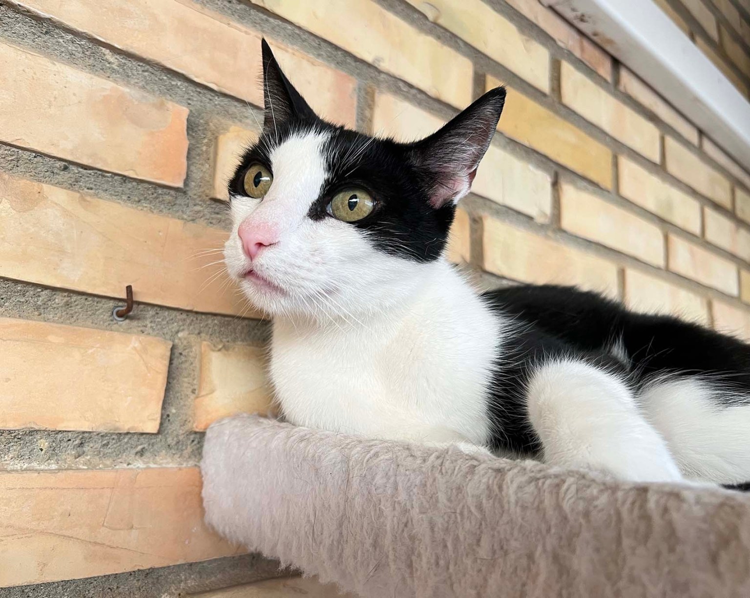 Cat sneers / El gato se burla – Moving with Mitchell