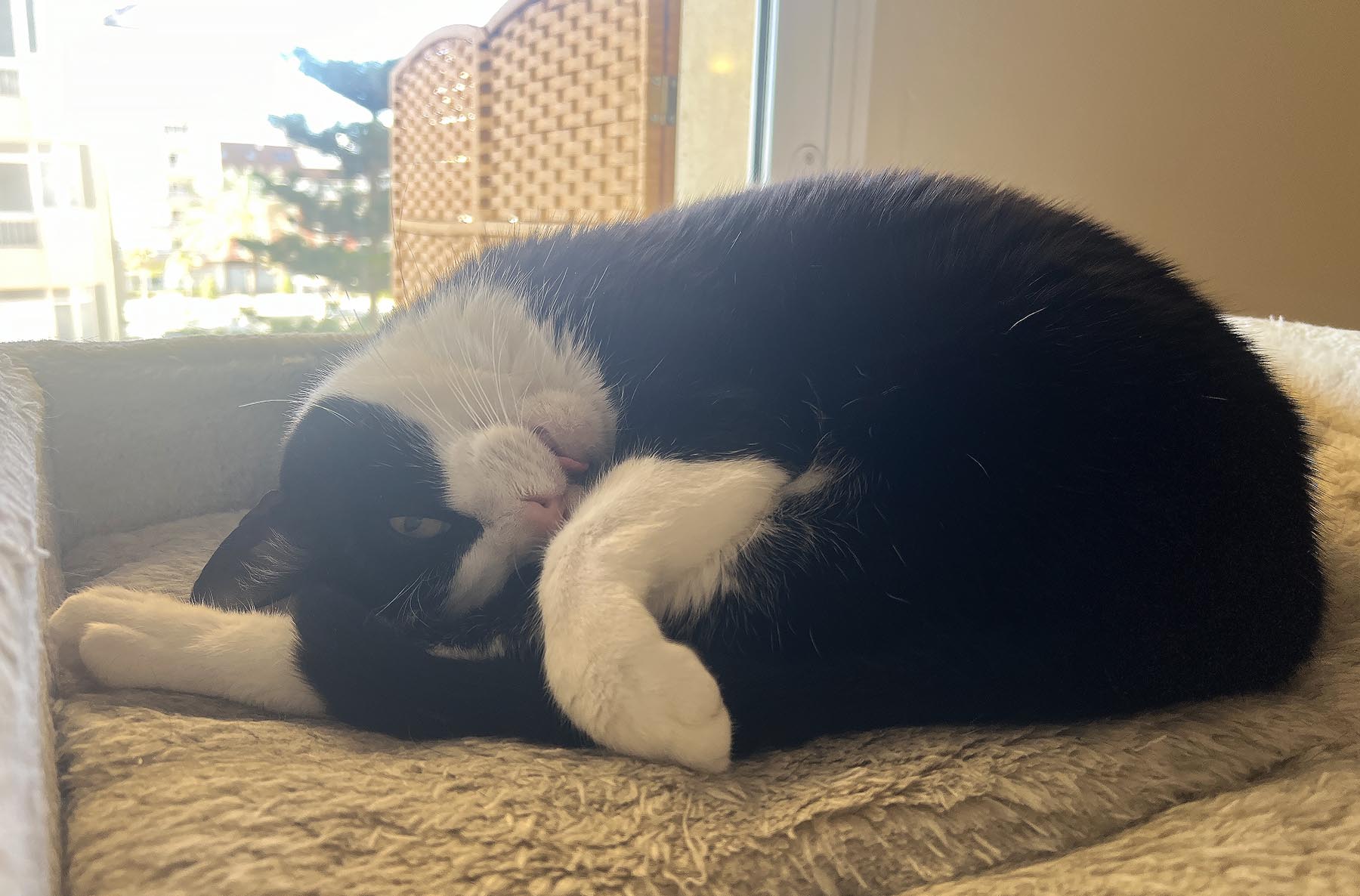 Not the Cheshire Cat / No el gato de Cheshire – Moving with Mitchell