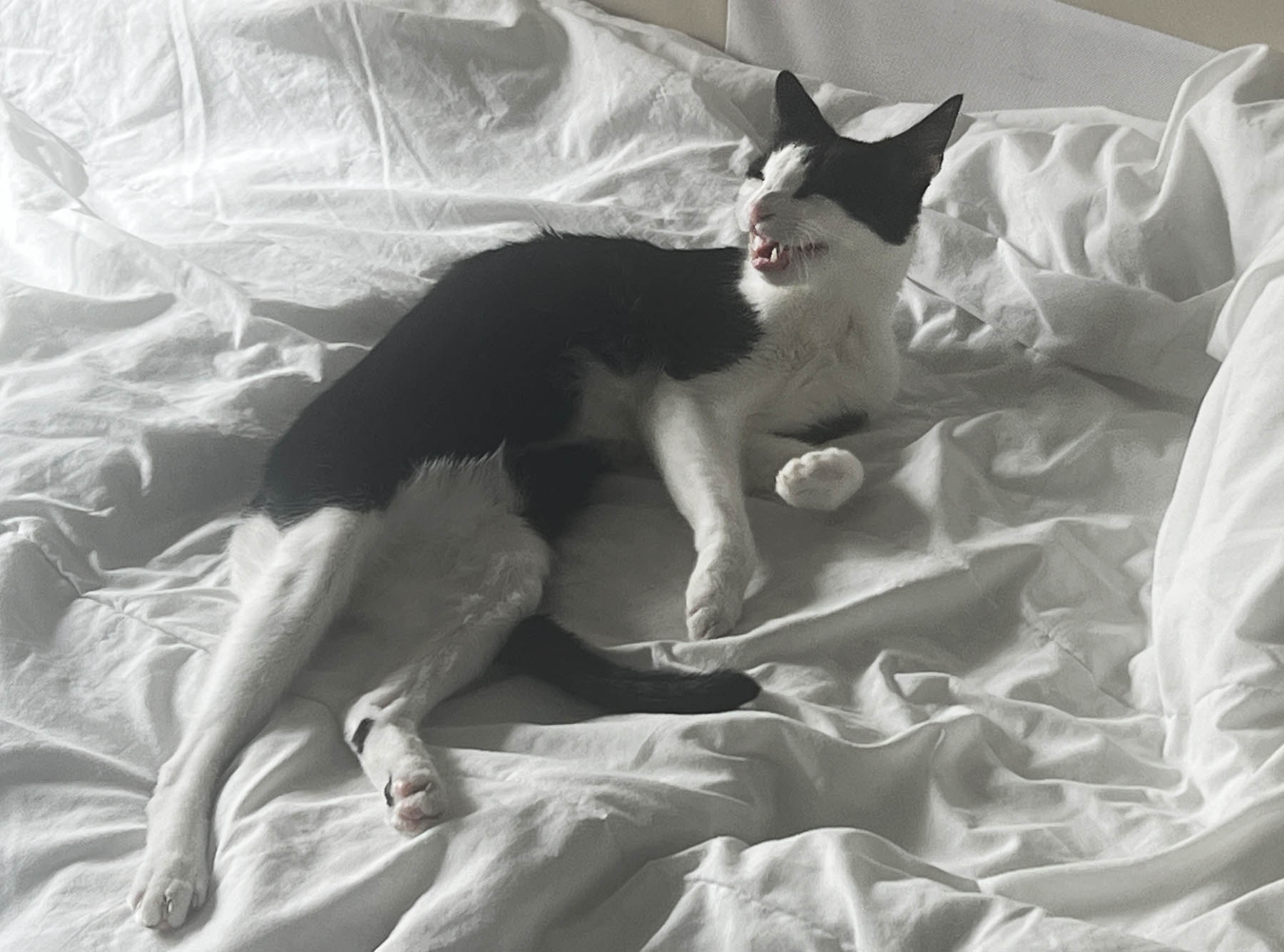 Dream on / Sigue soñando – Moving with Mitchell