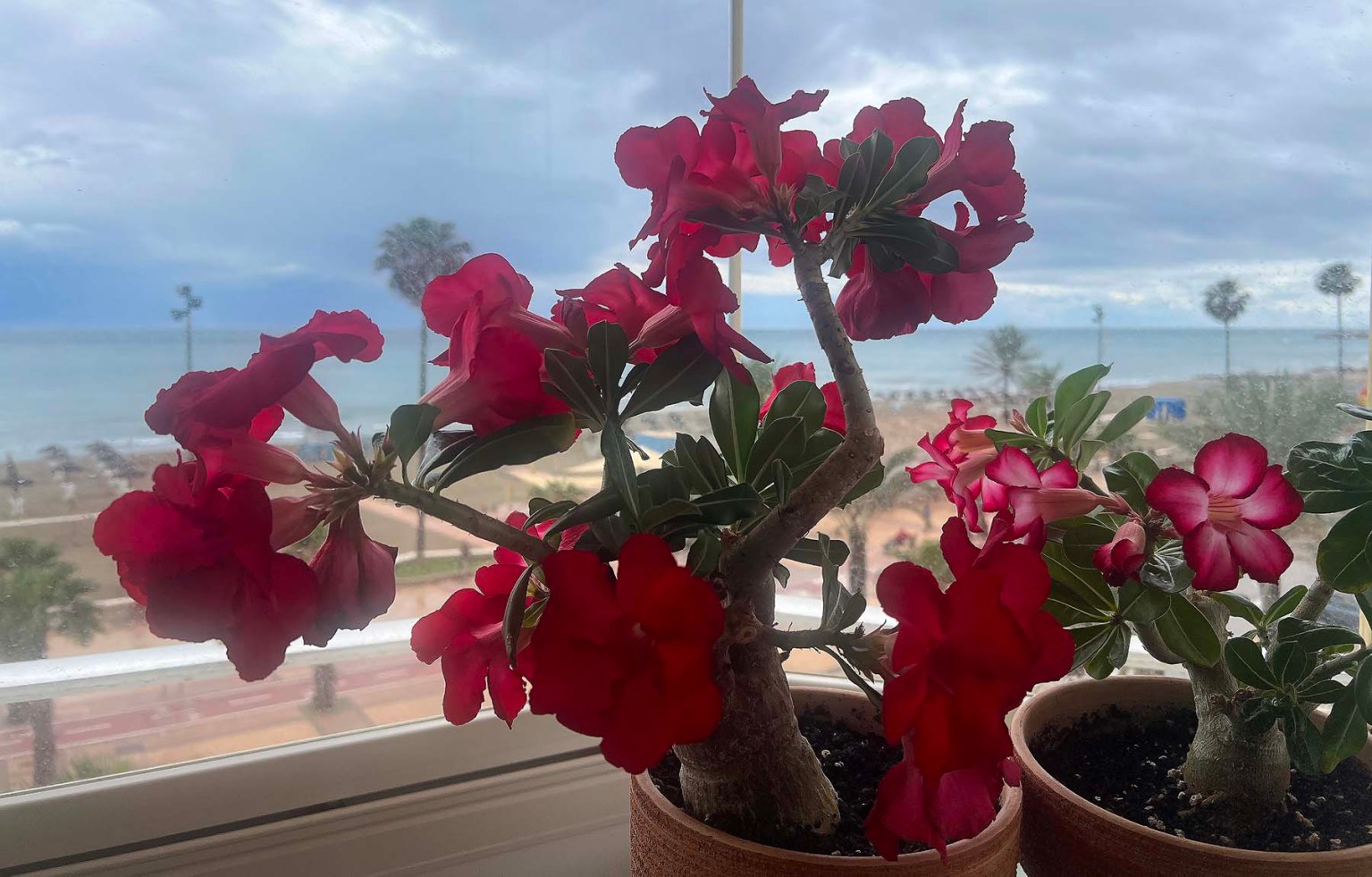 Poop, pee, paper / Caca, pipí, papel – Moving with Mitchell