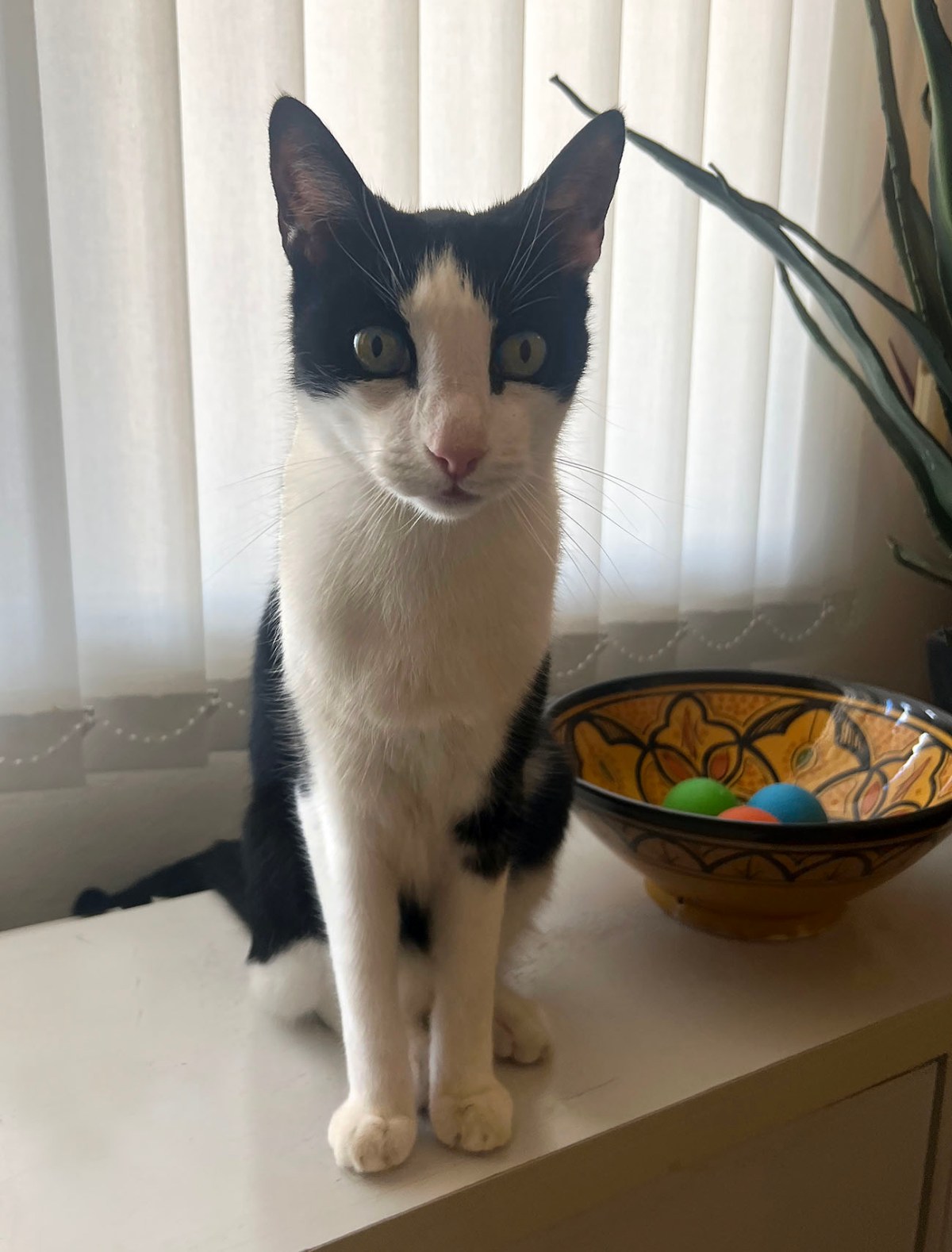 Meow miao yowl aúlla – Moving with Mitchell