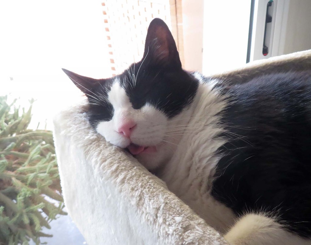 Compromise / Compromiso – Moving with Mitchell