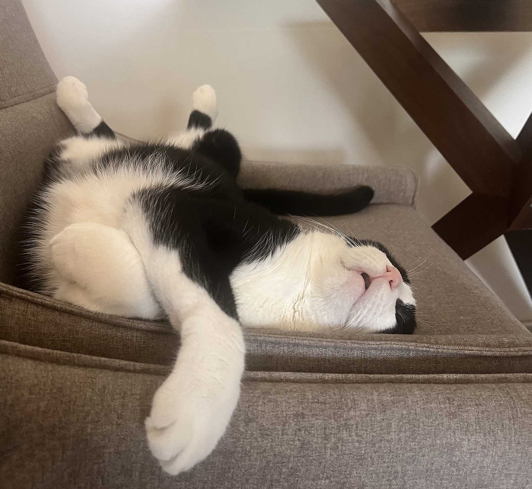 ZzzzzZZZzzzz – Moving with Mitchell