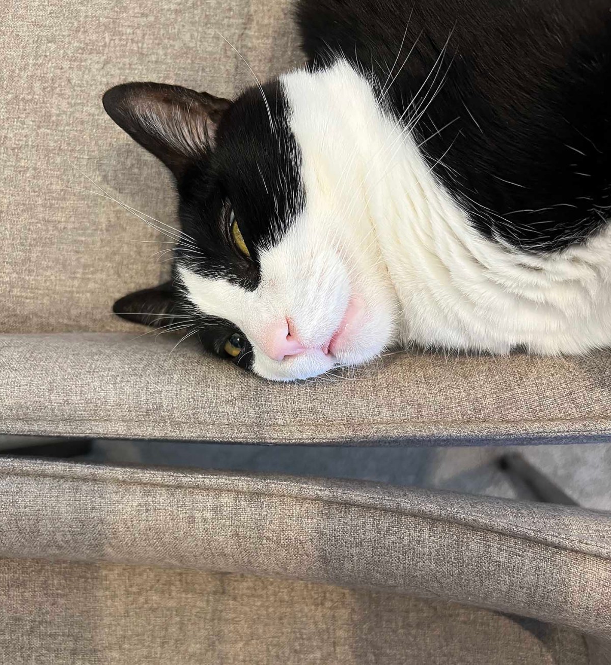 Perpendicular to the hypotenuse / Perpendicular a la hipotenusa ...