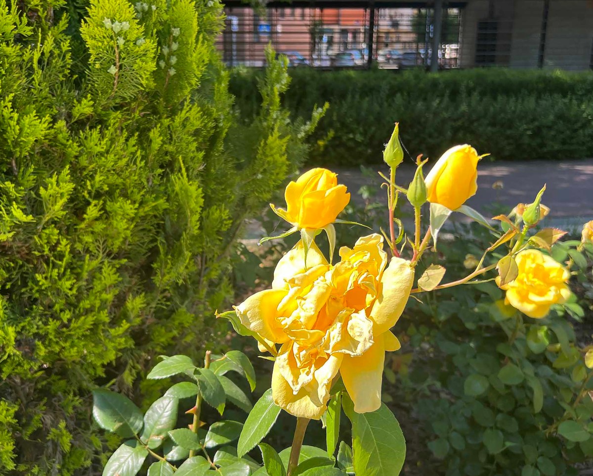 Yellow Rose of Texas / Rosa Amarilla de Texas – Moving with Mitchell