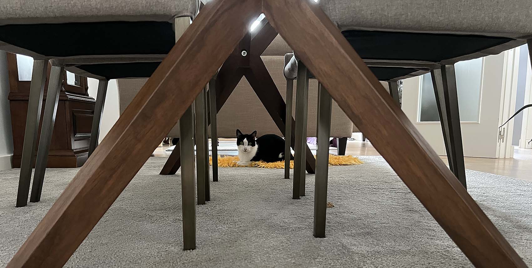 Throw-up rugs not pine nuts / Alfombras vómitas no piñones – Moving ...