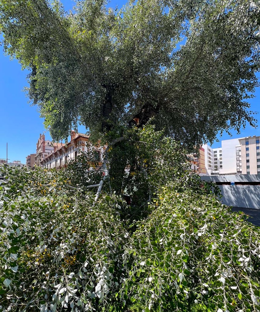 If a tree falls next to the palace / Si un árbol cae al lado del ...
