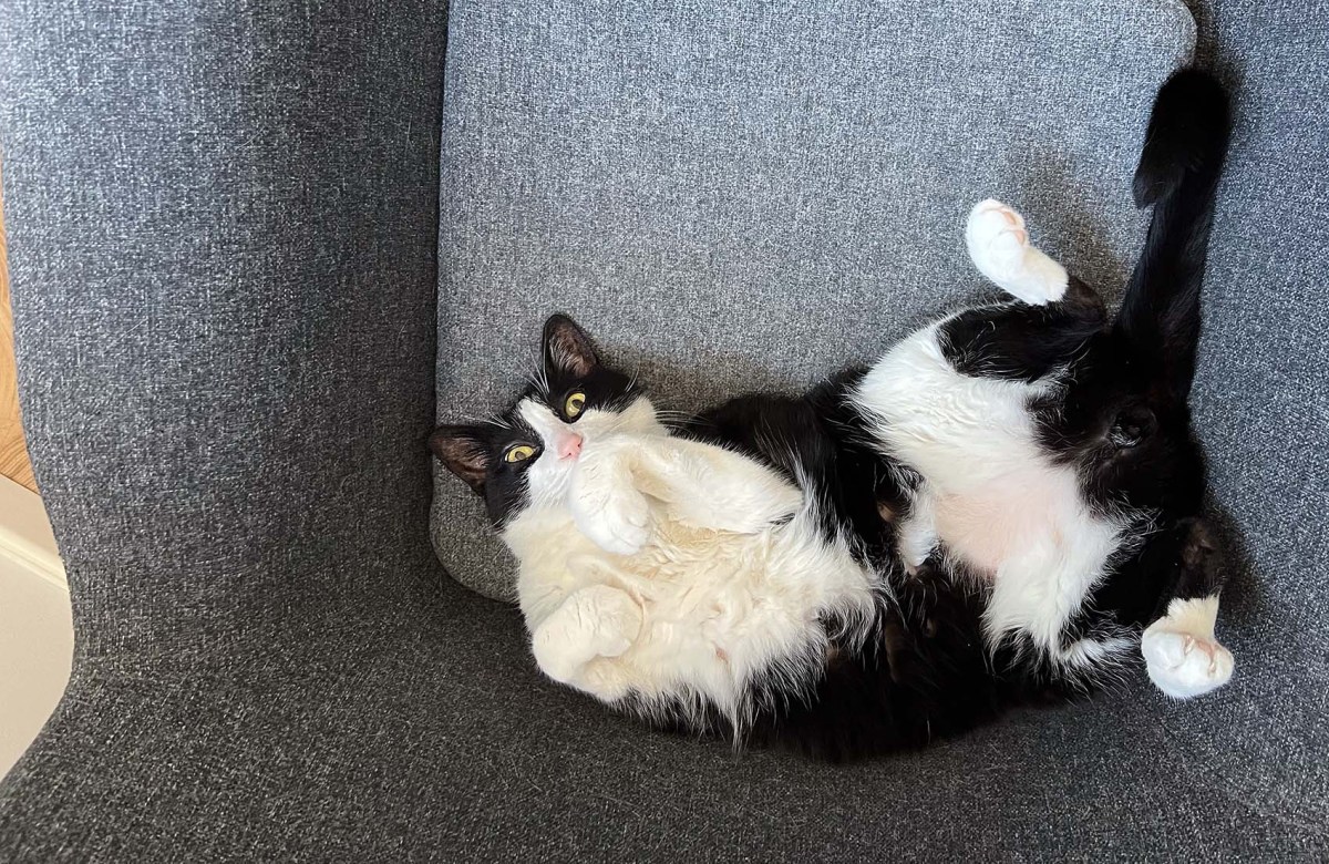 Moose at 3 a.m. / Moose a las 3 – Moving with Mitchell