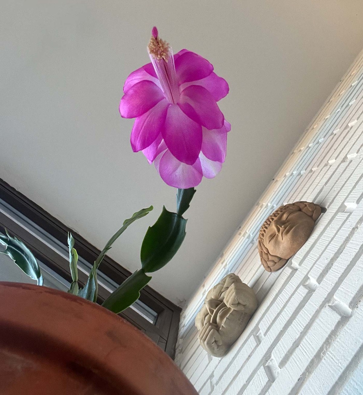 A rose in every cheek / Una rosa en cada mejilla – Moving with Mitchell